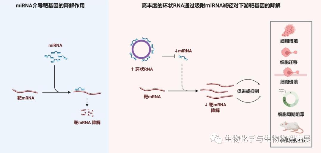 【前沿科普】儿童肾母细胞瘤中的环状RNA_澎湃号·政务_澎湃新闻-The Paper