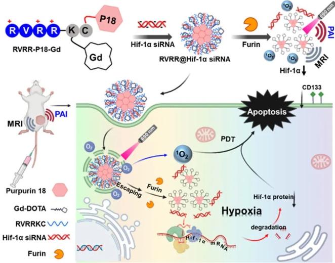 CCS Chemistry|苏州大学苏州医学院史海斌教授团队：弗林蛋白酶响应的siRNA纳米递送系…_澎湃号·政务_澎湃新闻-The Paper