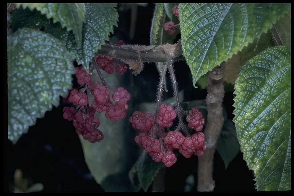 这种让人疼到怀疑人生的植物，研究它要戴防毒面具_澎湃号·湃客_澎湃新闻-The Paper