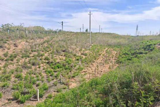 天骄·检益丨鄂尔多斯荒漠化防治典型案例展示（六） 污染防治+荒漠化治理 打好净土保卫战_澎湃号·政务_澎湃新闻-The Paper