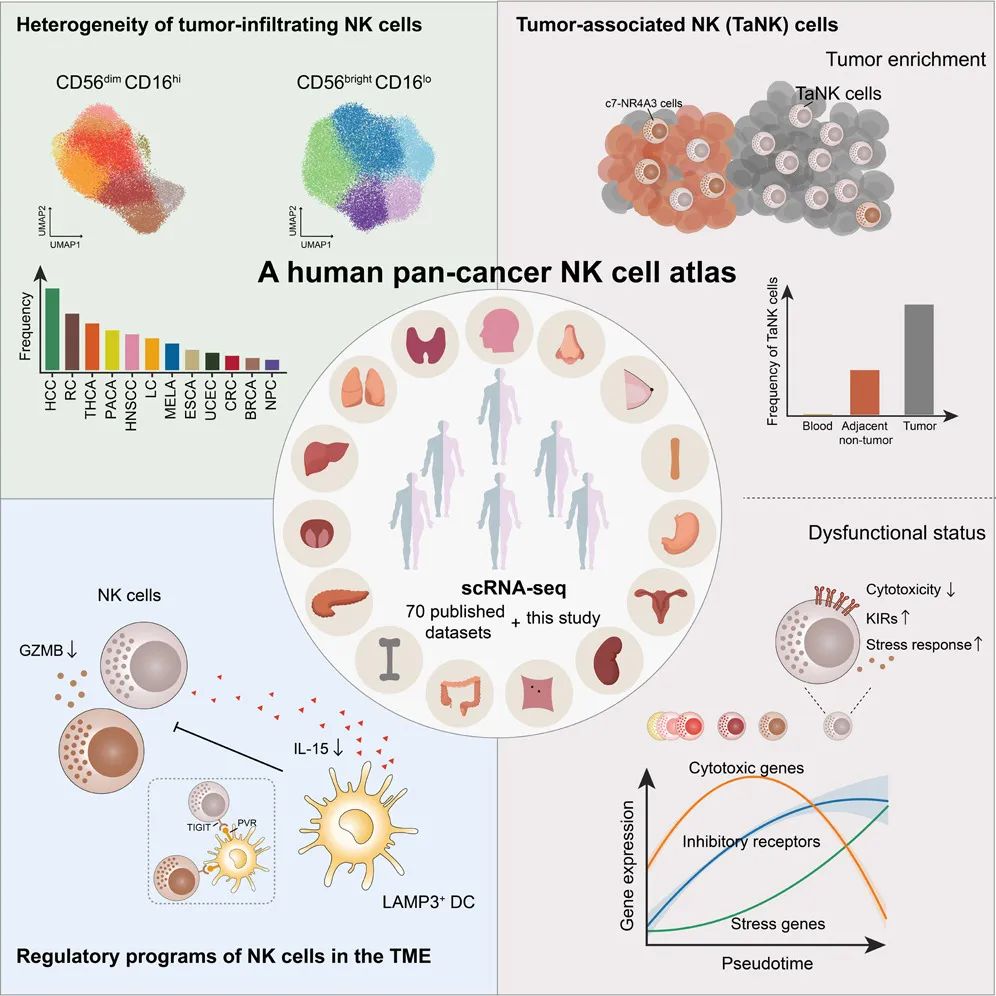 Cell：北京大学张泽民团队揭示泛癌种自然杀伤细胞异质性_澎湃号·湃客_澎湃新闻-The Paper