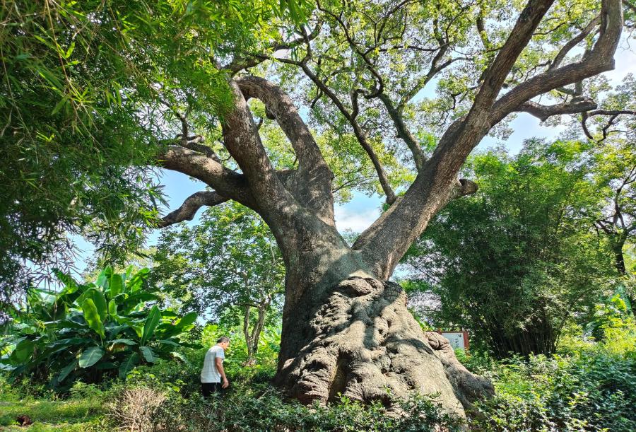 @韶关人，一起为家乡“古树”“古树群”点赞！_澎湃号·政务_澎湃新闻-The Paper