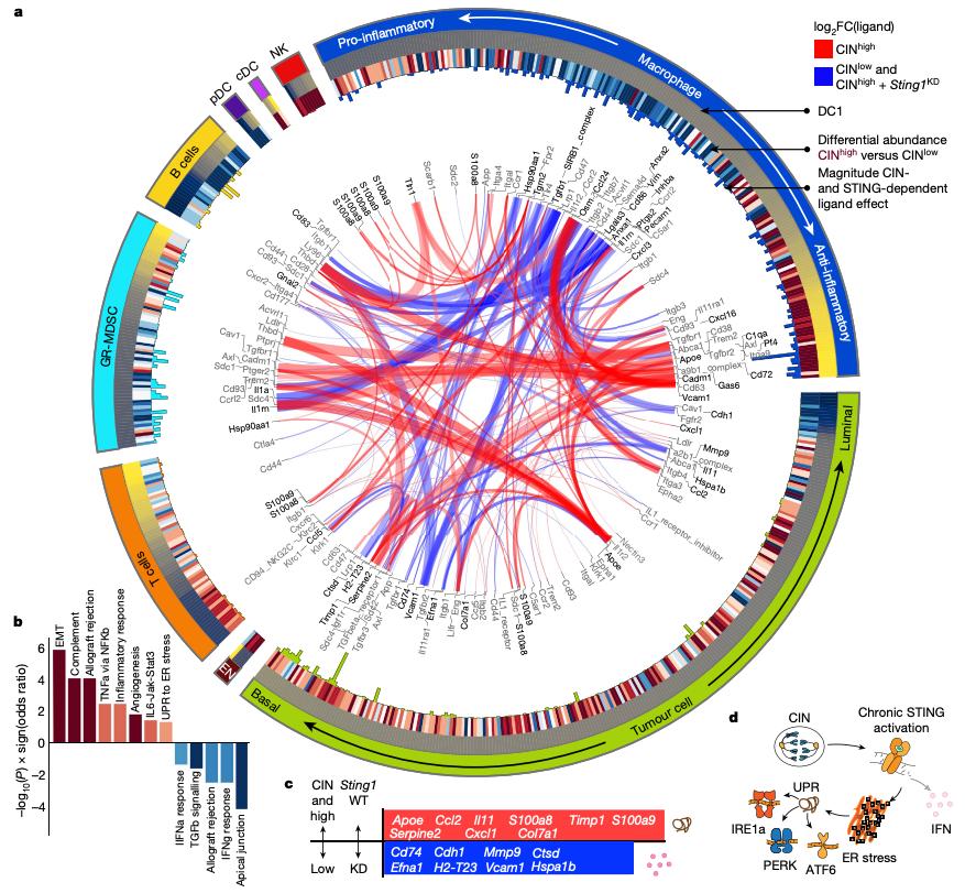 Nature：为何STING激动剂抗癌效果不佳？李俊等人揭示染色体不稳定性是背后黑手_澎湃号·湃客_澎湃新闻-The Paper
