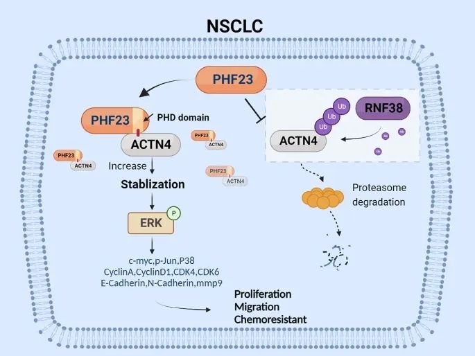 中国医科大学发现非小细胞肺癌化疗耐药的新机制，揭示化疗的潜在治疗靶点
