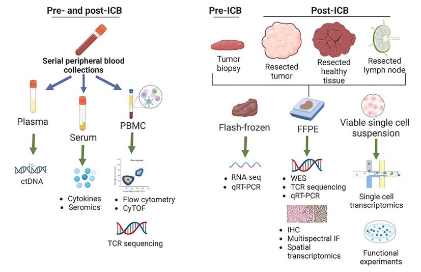 Cancer Cell最新综述：新辅助免疫检查点阻断疗法_澎湃号·湃客_澎湃新闻-The Paper