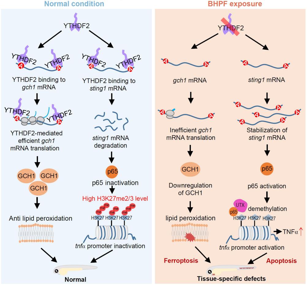 【学术前沿】NSR | 许志宏/王福俤/徐鹏飞发现具有多重m⁶A调节功能的YTHDF2是细胞凋亡…