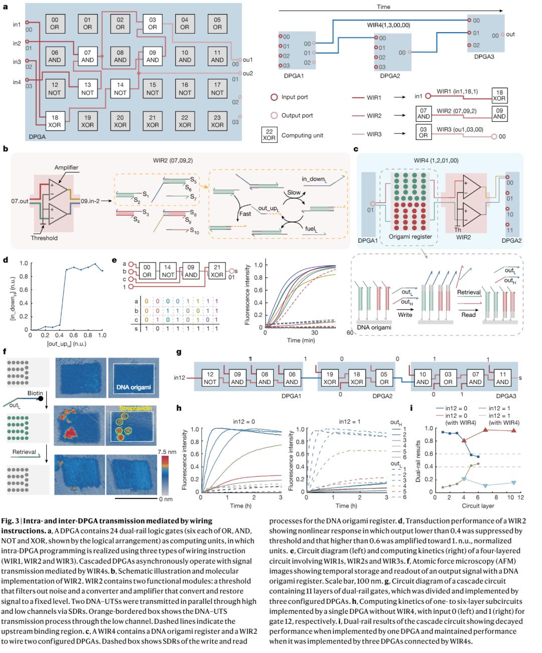 运行超千亿不同电路、可编程，国内团队DNA计算机论文登Nature_澎湃号·湃客_澎湃新闻-The Paper