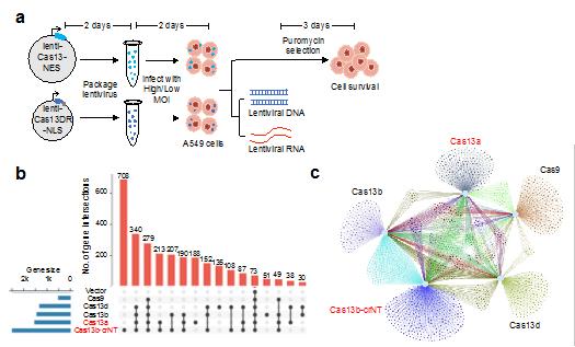 Nature子刊：费腾/李炜团队揭示CRISPR-Cas13系统新特性_澎湃号·湃客_澎湃新闻-The Paper