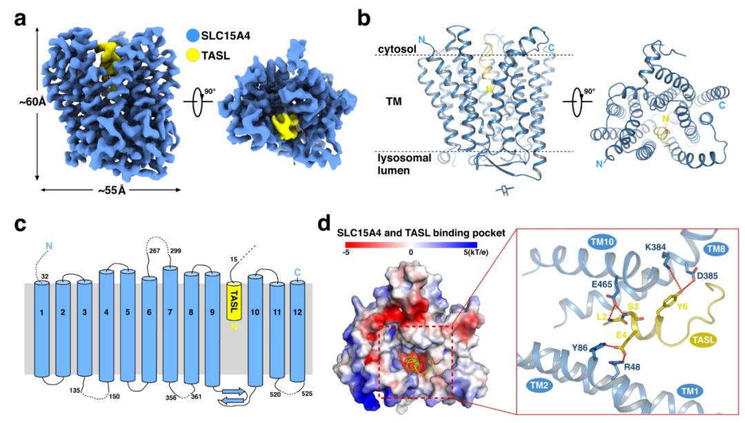 Nature子刊：杨茂君团队阐述红斑狼疮靶点复合物SLC15A4-TASL的分子机制与药物研发工作_澎湃号·湃客_澎湃新闻-The Paper