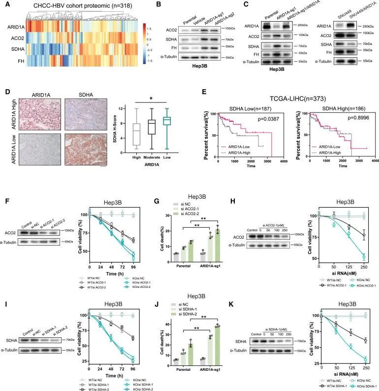北京大学肿瘤医院发文：揭示靶向肝癌的新策略_澎湃号·湃客_澎湃新闻-The Paper