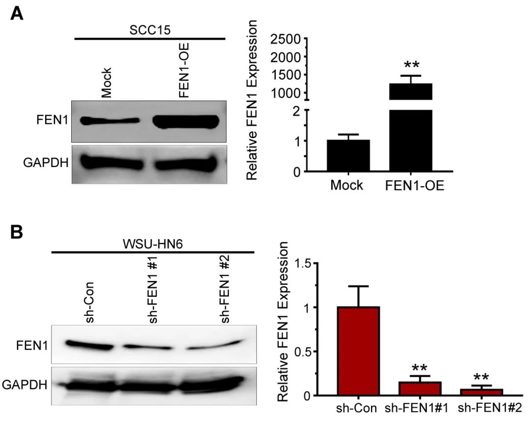 中山大学附属口腔医院：揭示口腔鳞状细胞癌潜在治疗策略