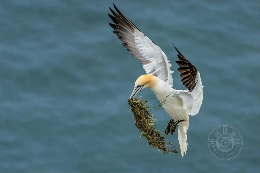 揭晓 | 2023年第74届英国米德兰国际摄影展获奖作品 - 自然组_澎湃号·湃客_澎湃新闻-The Paper
