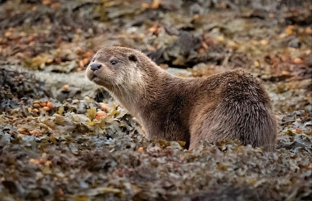 揭晓 | 2023年第74届英国米德兰国际摄影展获奖作品 - 自然组_澎湃号·湃客_澎湃新闻-The Paper