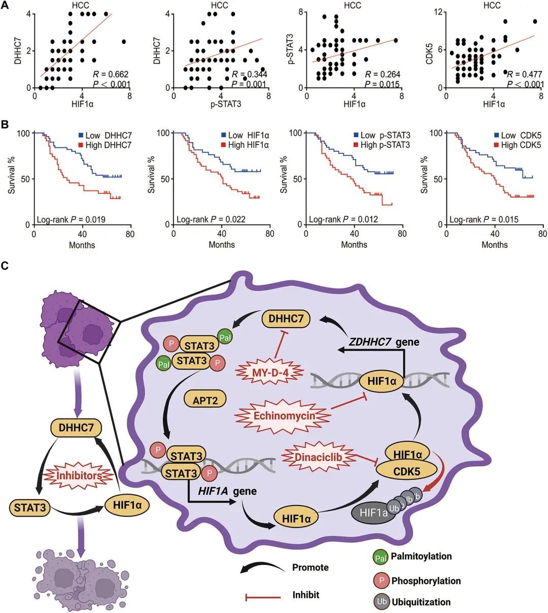 封面发文！上海交通大学等团队合作揭示了STAT3促进肝癌的全新机制_澎湃号·湃客_澎湃新闻-The Paper