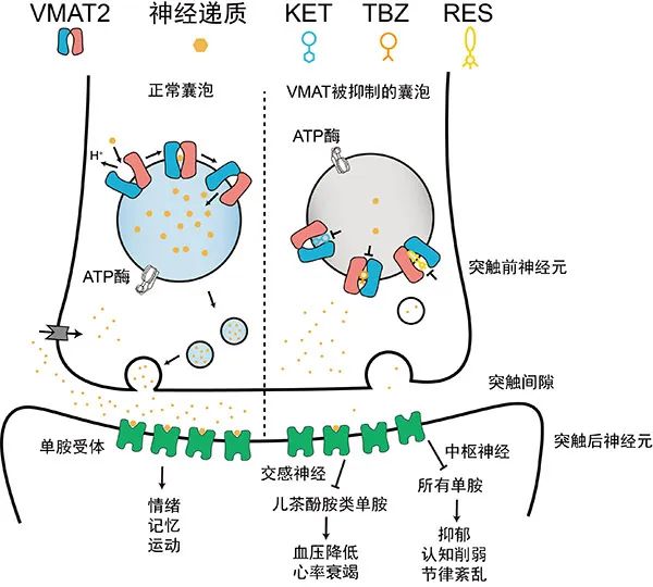 Nature：姜道华/赵岩团队揭示大脑神经递质转运体VMAT2的转运及药物抑制分子机制