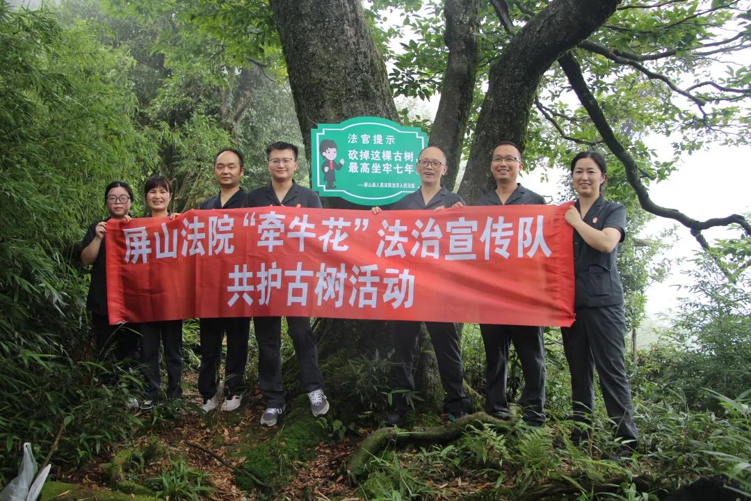 法徽的温度|牵牛花，一直开在群众心间_澎湃号·政务_澎湃新闻-The Paper