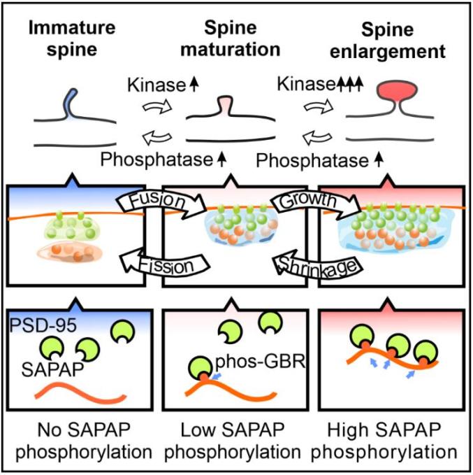 【科技前沿】Mol Cell | 张明杰团队揭示调控无膜细胞器融合和分离的分子机制
