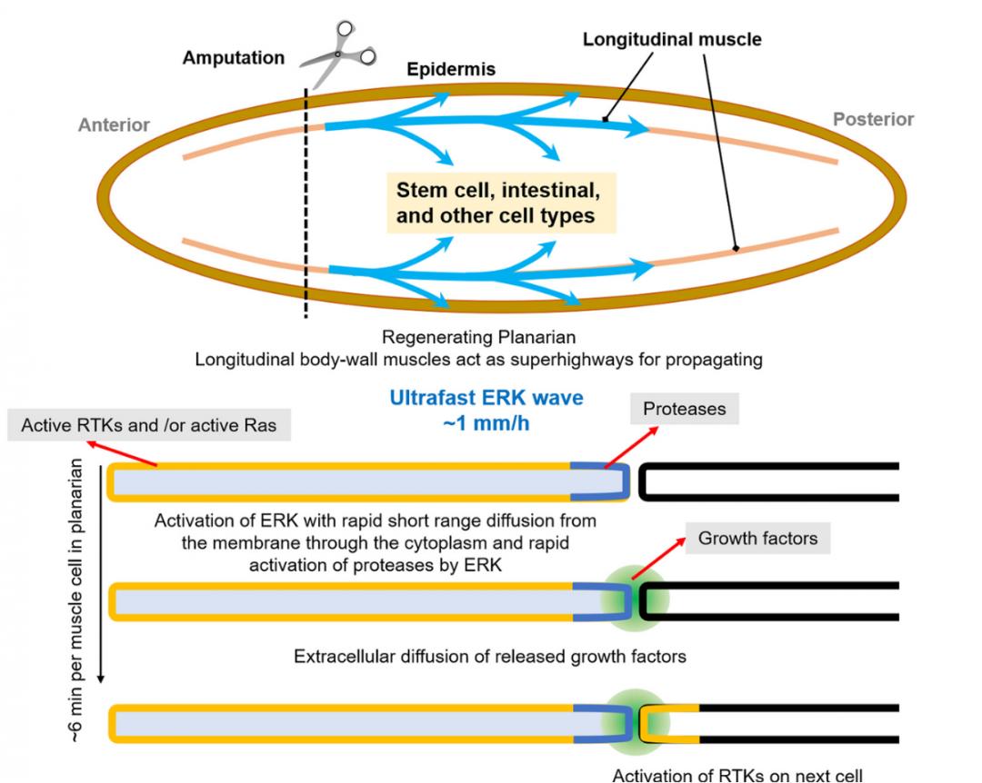 【学会动态】Cell Regen I 2023年12月刊正式出版_澎湃号·政务_澎湃新闻-The Paper