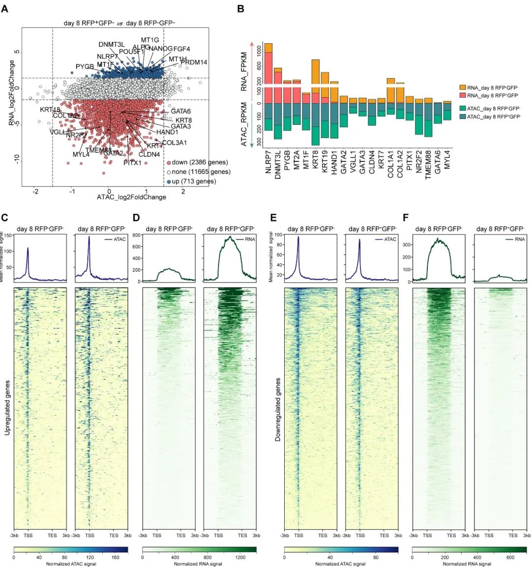 【学会动态】Cell Regen I 2023年12月刊正式出版_澎湃号·政务_澎湃新闻-The Paper