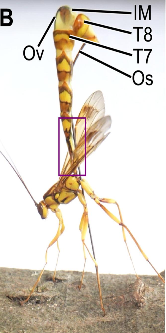 这种虫子从身体伸出一个针头，刺穿了培养皿……_澎湃号·政务_澎湃新闻-The Paper