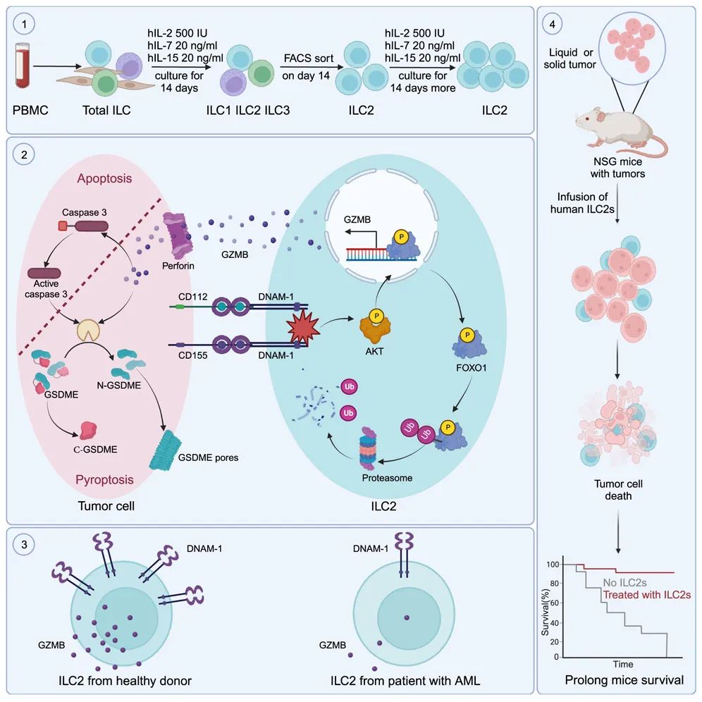 Cell重磅：余建华团队发现并解析ILC2细胞的抗癌机制，可对抗各种肿瘤，改变细胞治疗格局_澎湃号·湃客_澎湃新闻-The Paper