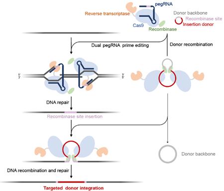 中国首次！这个团队成果，入选Nature年度榜单！