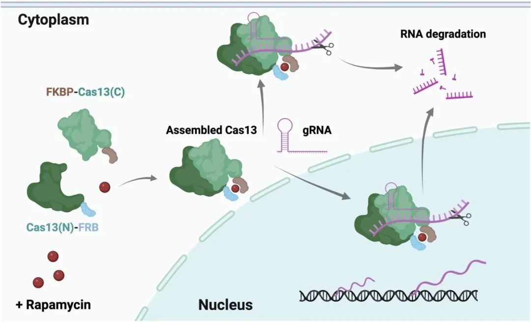 【前沿进展】JMCB | 袁刚和李阳课题组合作建立可诱导型split-Cas13系统