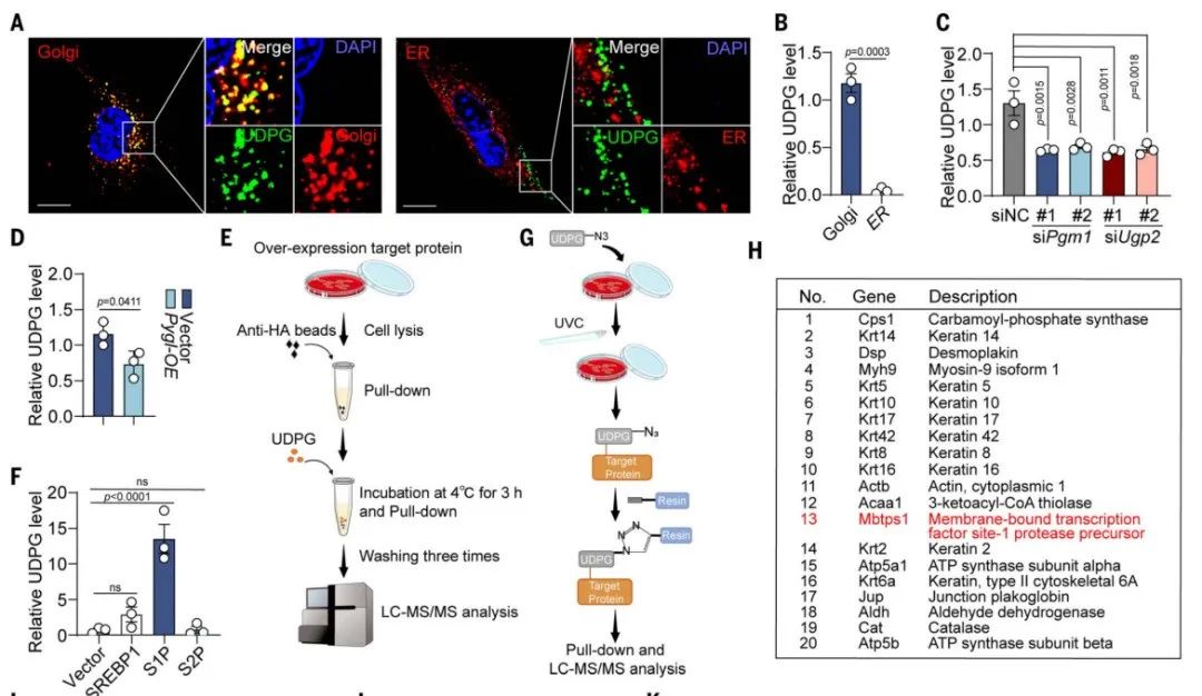 糖，还是脂肪？揭开肝脏能量储存的优先级与机制_澎湃号·湃客_澎湃新闻-The Paper