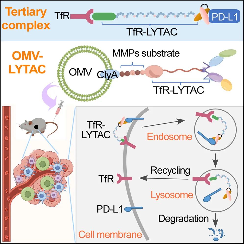 【科技前沿】Cell子刊 | 聂广军/周合江团队开发通用型LYTAC平台，用于肿瘤免疫治疗_澎湃号·政务_澎湃新闻-The Paper