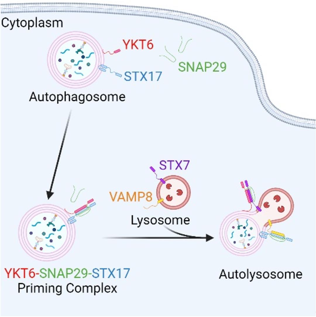 【前沿进展】Cell Reports丨钟清/留筱厦合作阐明自噬体和溶酶体融合中SNARE蛋白复合体…_澎湃号·政务_澎湃新闻-The Paper