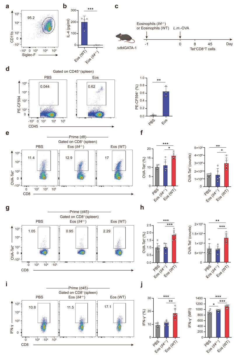 STTT：曹雪涛团队揭示嗜酸性粒细胞通过促进CD8+T细胞记忆生成来增强抗细菌免疫_澎湃号·湃客_澎湃新闻-The Paper