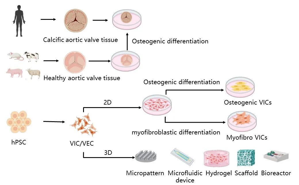 【前沿进展】Cell Regen | 钙化性主动脉瓣疾病的体内外模型_澎湃号·政务_澎湃新闻-The Paper