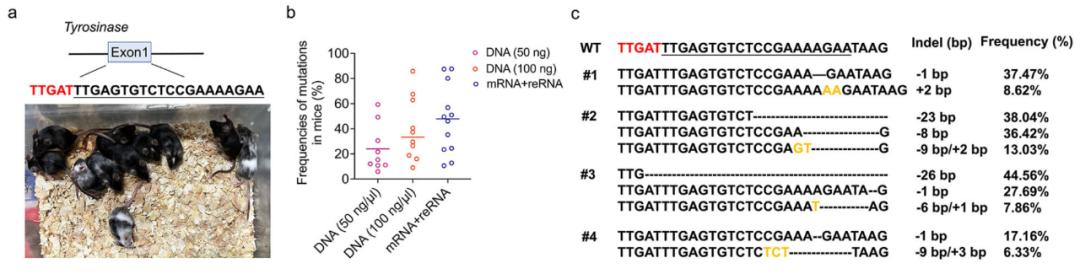 张然/李宁团队证实超小型TnpB系统可实现高效体内基因编辑_澎湃号·湃客_澎湃新闻-The Paper