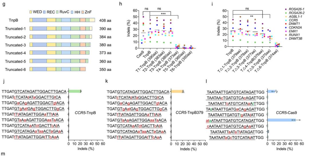 张然/李宁团队证实超小型TnpB系统可实现高效体内基因编辑_澎湃号·湃客_澎湃新闻-The Paper