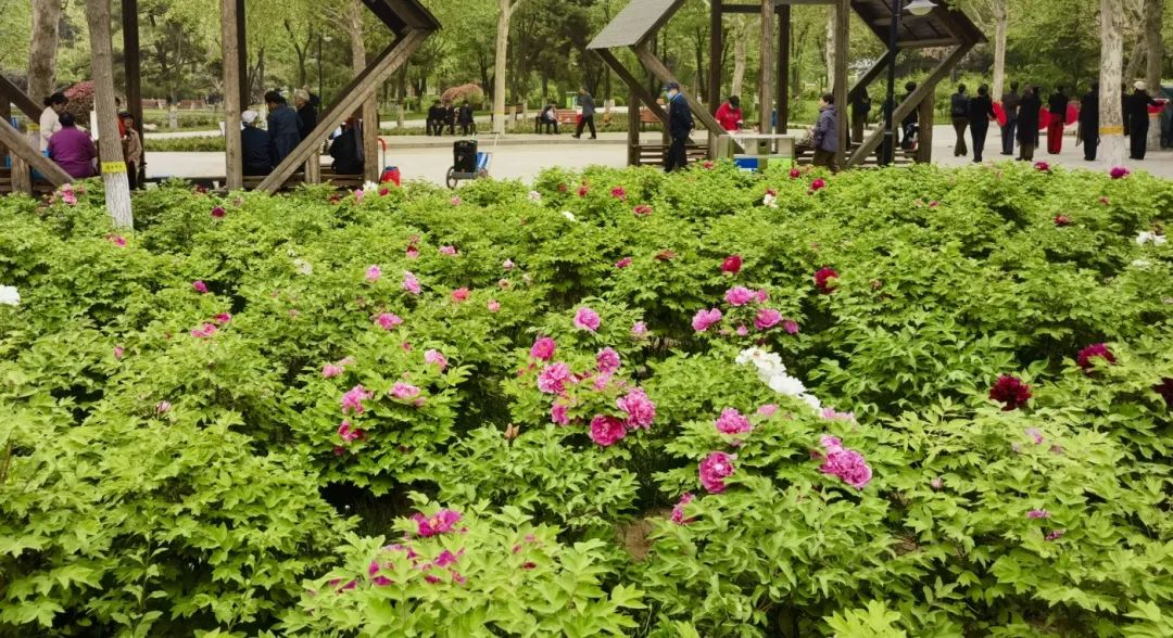 春绿石家庄！公园广场水系春光正好生机无限_澎湃号·政务_澎湃新闻-The Paper