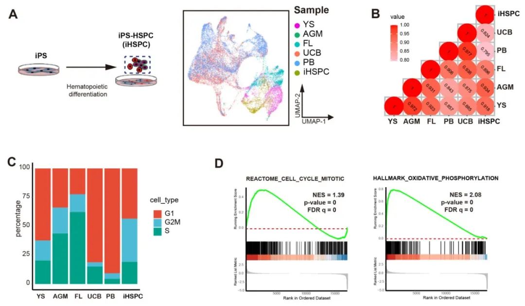 【前沿进展】Cell Regen | 解析不同发育阶段人造血干／祖细胞的关键特性及其命运决定基因网络
