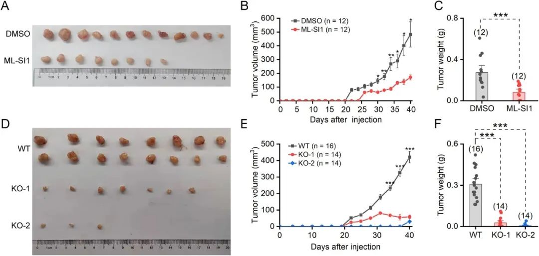 中国科学技术大学：揭示乳腺癌治疗有效策略_澎湃号·湃客_澎湃新闻-The Paper