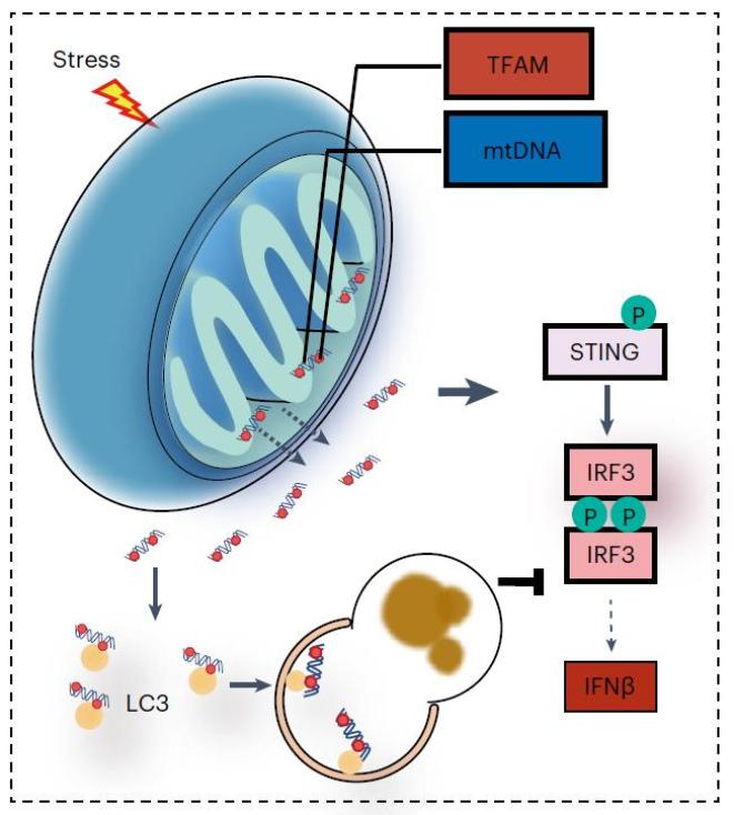 【科技前沿】Nature Cell Biology|冯杜团队报道TFAM作为自噬受体介导胞质中mt…_澎湃号·政务_澎湃新闻-The Paper
