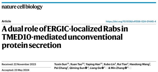 【科技前沿】Nat Cell Biol | 张敏/葛亮合作揭示ERGIC-Rab蛋白调控非经典分泌…