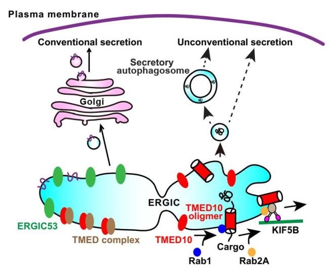 【前沿进展】Nat Cell Biol | 张敏/葛亮合作揭示ERGIC-Rab蛋白调控非经典分泌…_澎湃号·政务_澎湃新闻-The Paper