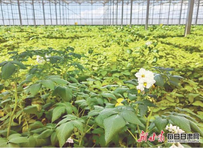 庄浪：深耕细作强链条 “小土豆”变身富民“振兴薯”_澎湃号·政务_澎湃新闻-The Paper
