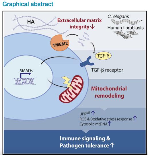 【前沿进展】Cell | Andrew Dillin课题组发现胞外基质调控线粒体及免疫激活新机制_澎湃号·政务_澎湃新闻-The Paper