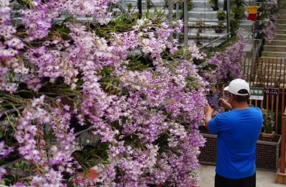 District helps Longling's dendrobe sector blossom…