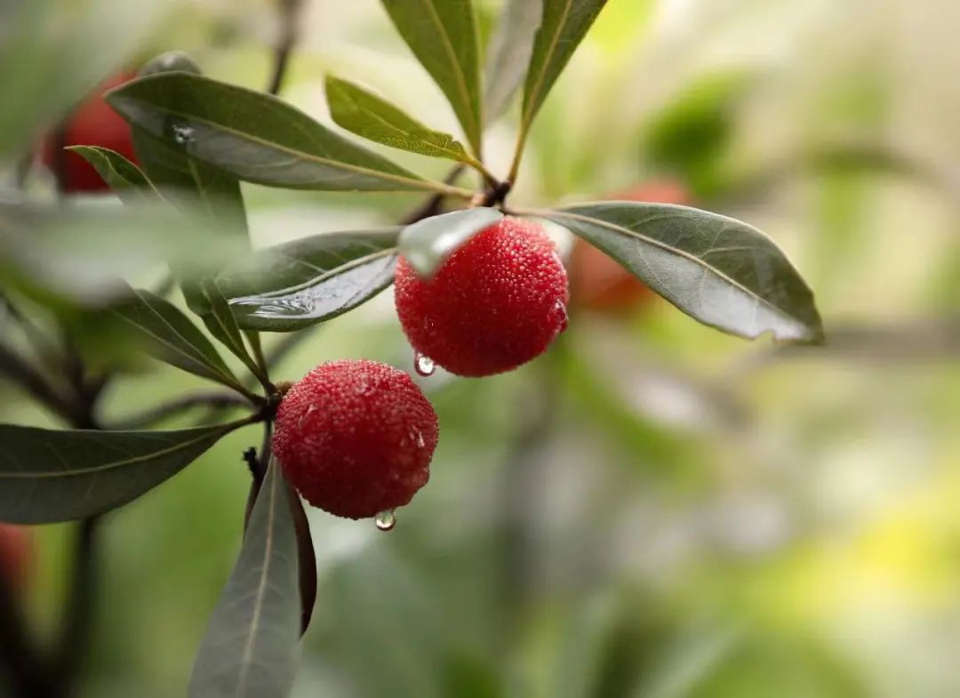 上海周边这些城市风景绝美，还藏着“杨梅之乡”！乘高铁直达_澎湃号·政务_澎湃新闻-The Paper