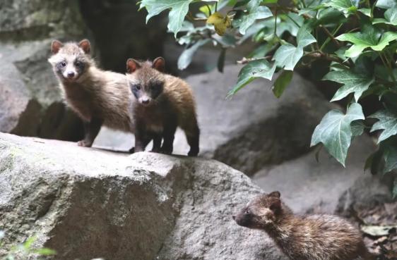 从无人知晓到明星物种，貉在上海成名只花了5年_澎湃号·湃客_澎湃新闻-The Paper