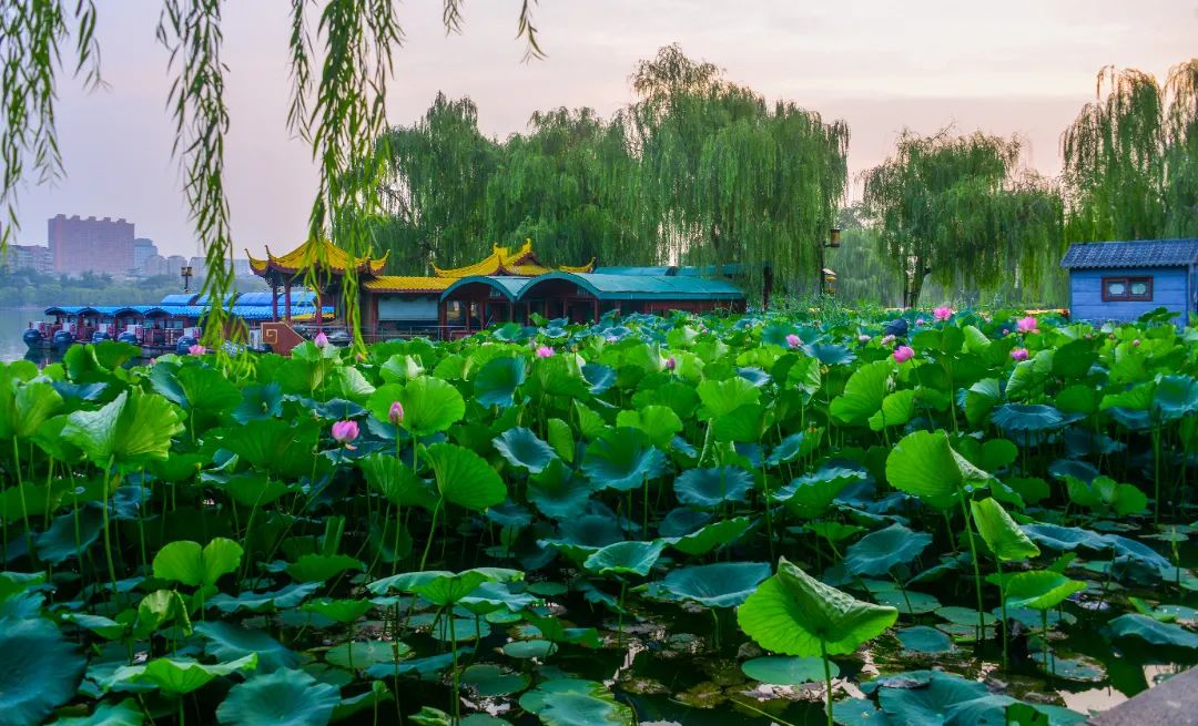 荷风送香 大明湖畔的诗意时光_澎湃号·政务_澎湃新闻-The Paper