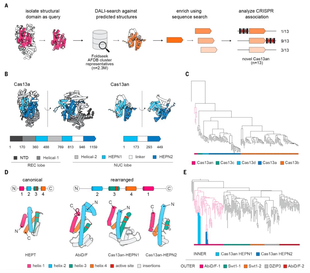 诺奖团队最新Science论文：利用AlphaFold2发现Cas13的祖先，并解析其结构和功能_澎湃号·湃客_澎湃新闻-The Paper