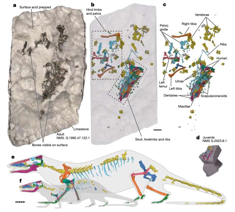 Nature：小型哺乳动物曾经长得更慢、寿命更长