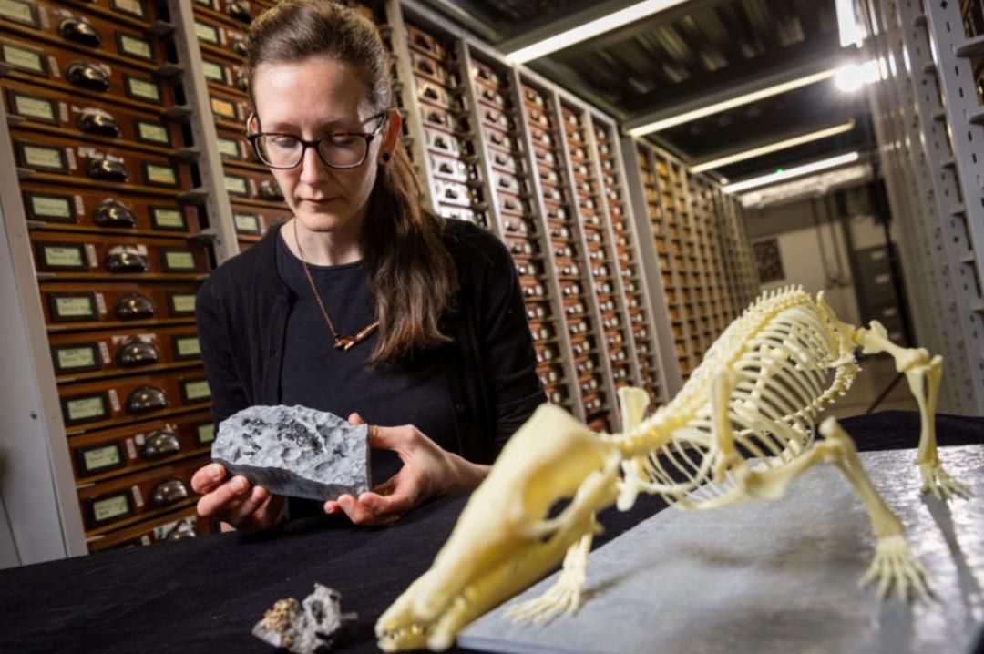 Nature：小型哺乳动物曾经长得更慢、寿命更长