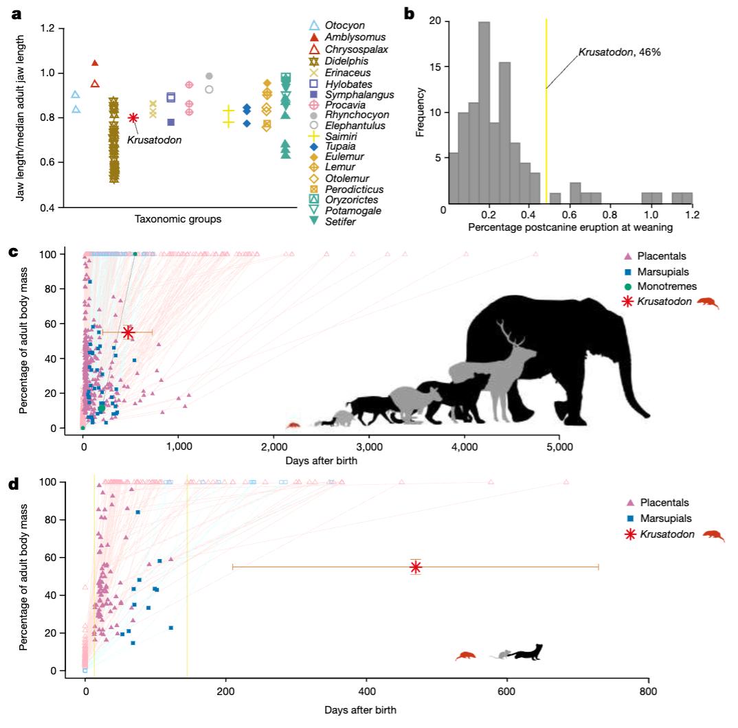 Nature：小型哺乳动物曾经长得更慢、寿命更长